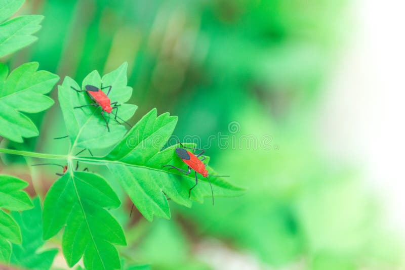 Taking the Insects on the Grass in Front of House. Stock Image - Image ...