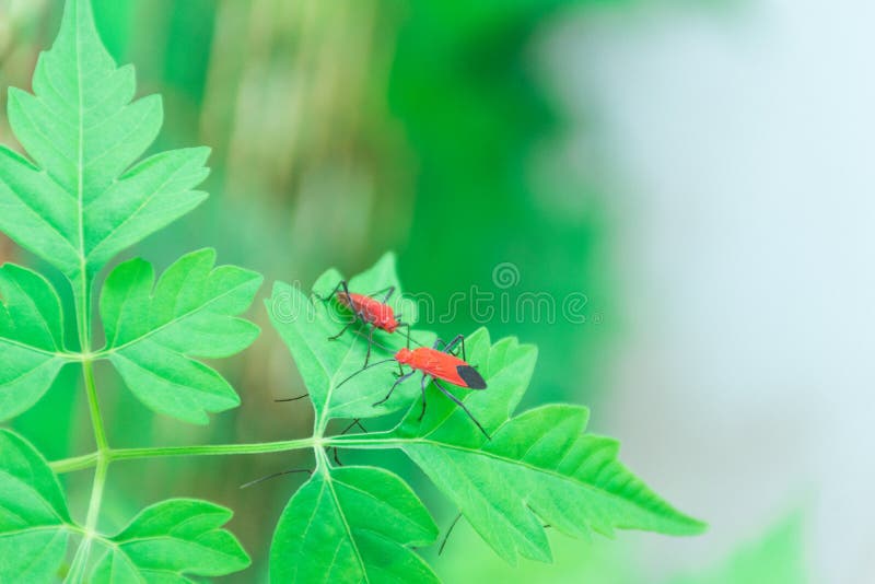 Taking the Insects on the Grass in Front of House. Stock Photo - Image ...