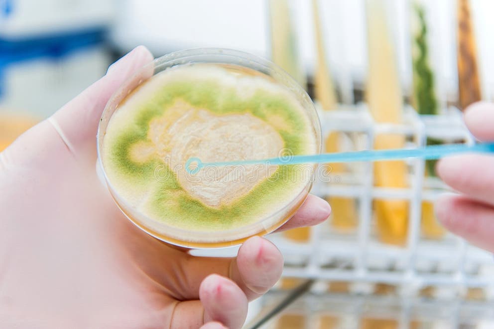 Taking Microbiological Samples Stock Photo - Image of chamber, science ...