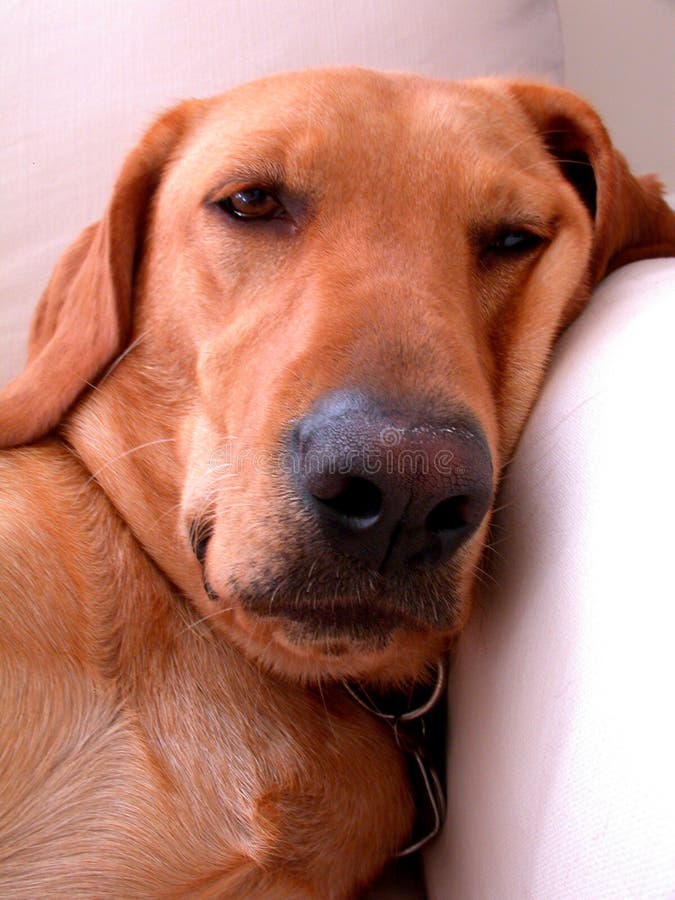 Taking a nap stock photo. Image of canine, retriever, comfy - 417508