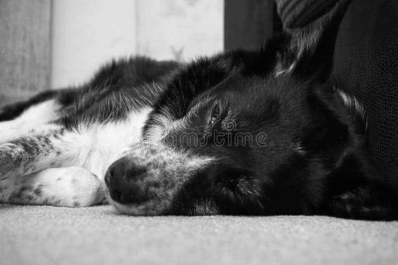 Taking a nap stock image. Image of sleeping, taking - 109798583