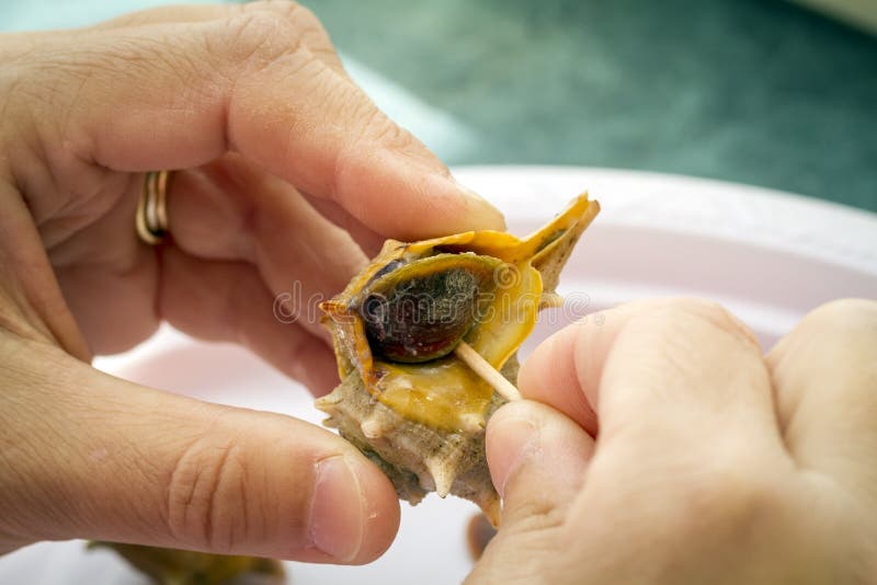 Taking One Stick with Sea Shell Stock Photo - Image of canailla, snail ...