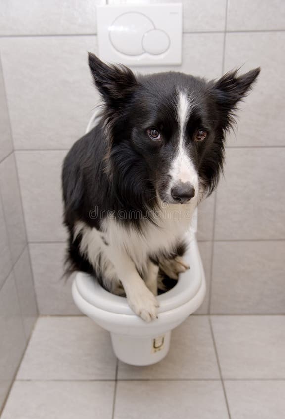 Taking a pee stock photo. Image of toilet, intelligent - 13656040