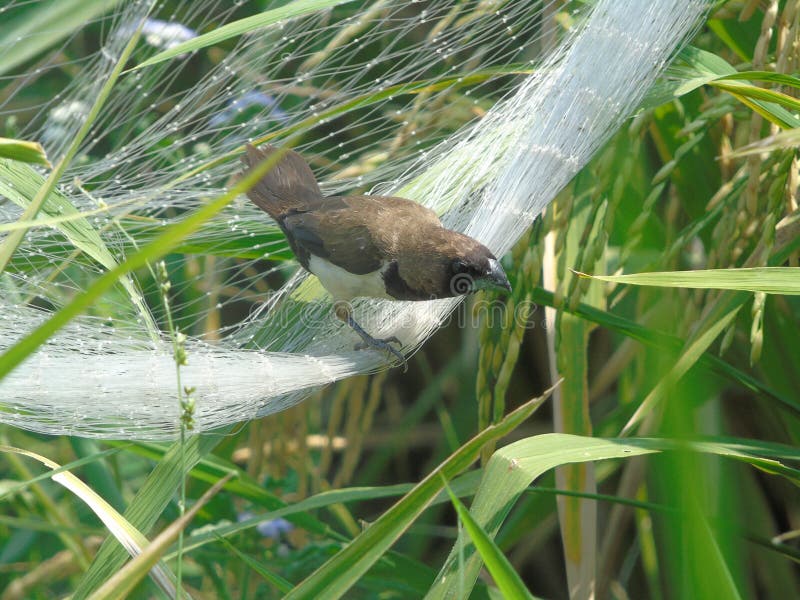 Taking Photo of Bird on Farm Stock Image - Image of bird, taking: 254496751