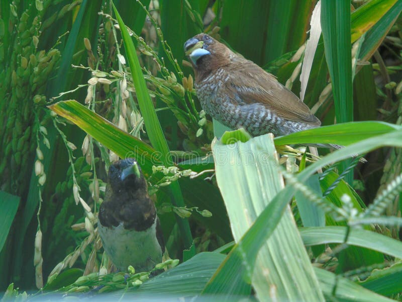 Taking photo birds on farm stock photo. Image of grass - 254496828