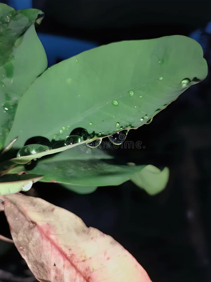 Taking Photos at Close Range with the Focus on the Water Above the ...