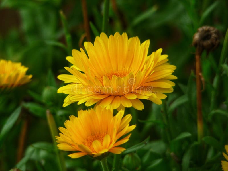Taking picture of a flower stock image. Image of flower - 186943813