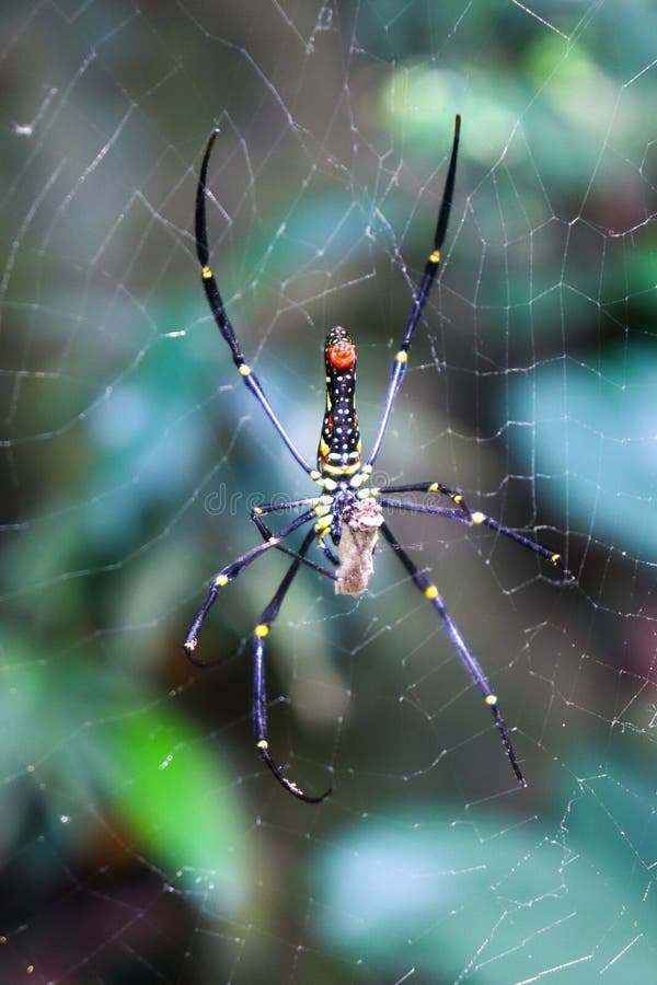 Spiders in the forest. stock image. Image of spiderweb - 255303003