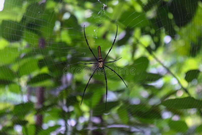 Spiders in the forest. stock image. Image of insect - 255303047