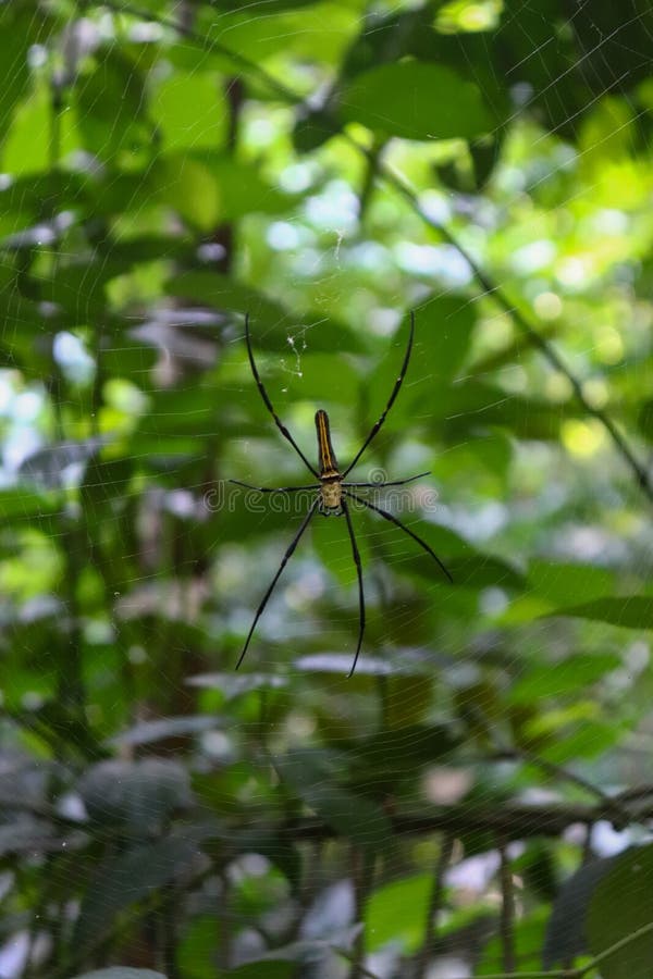 Spiders in the forest. stock image. Image of spider - 255303091