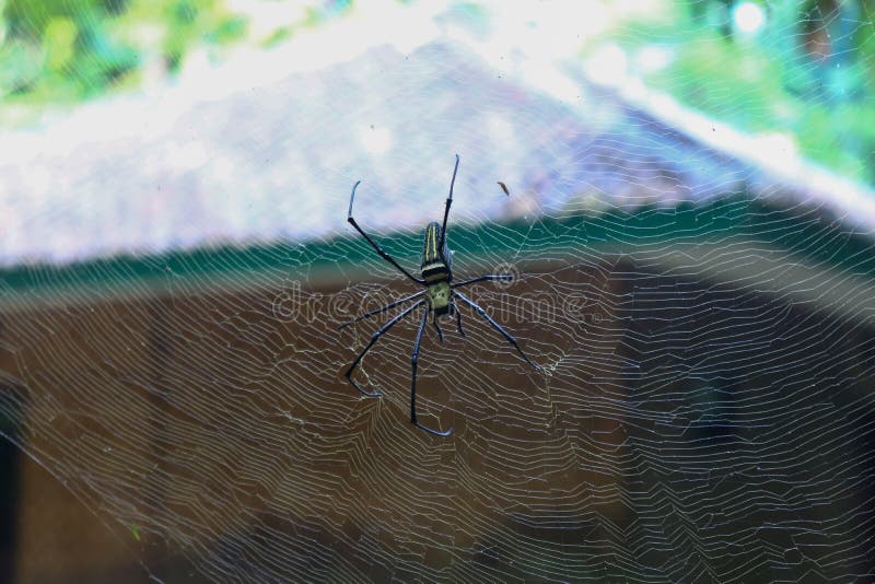Spiders in the forest. stock image. Image of invertebrate - 255303269