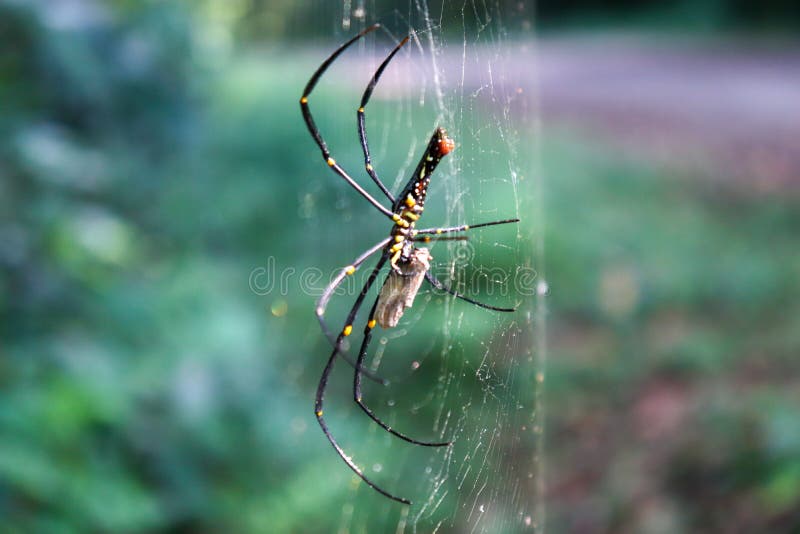 Spiders in the forest. stock photo. Image of nest, green - 255303366