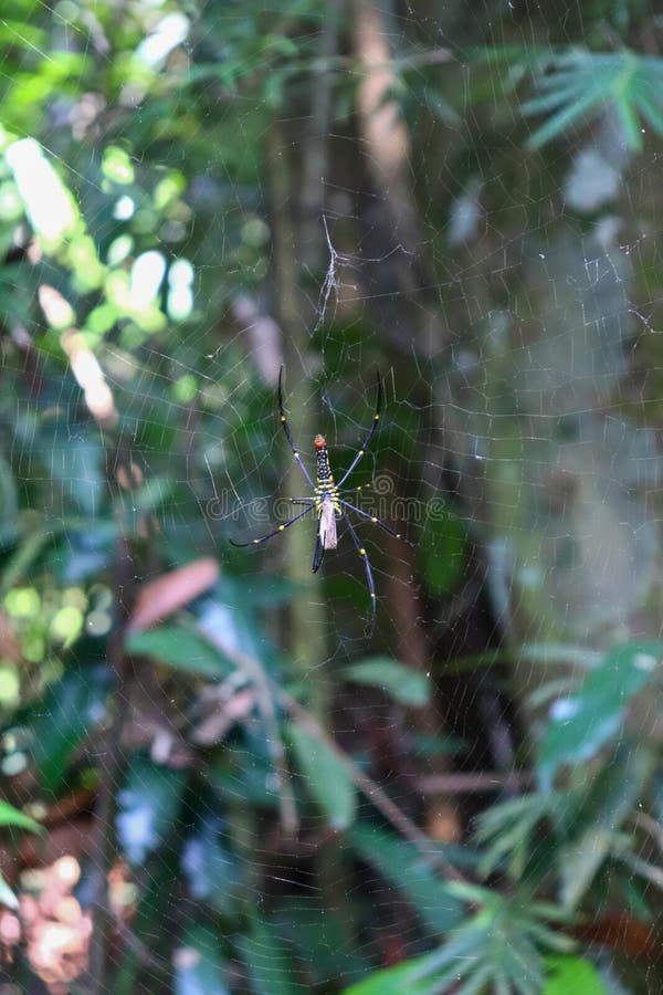 Spiders in the forest. stock photo. Image of grass, forest - 255303382