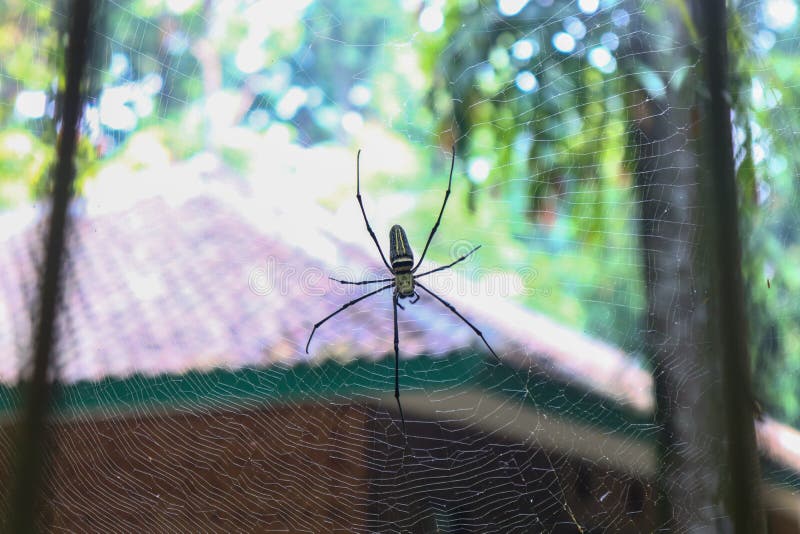 Spiders in the forest. stock image. Image of damselfly - 255303613