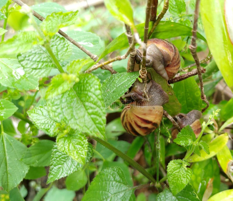 Three Snails Playing on a Plant Stem Stock Image - Image of ...