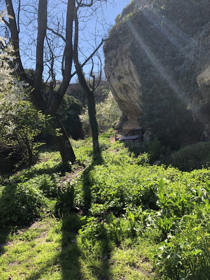 Taking Pictures in the Forest in Daylight. Stock Image - Image of ...