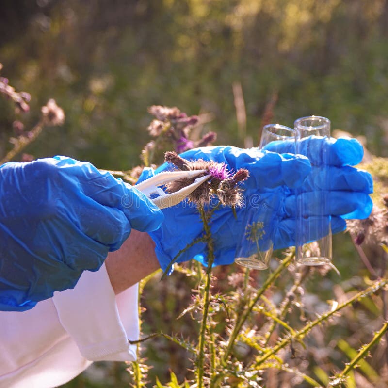 Taking Plant Samples in the Field for Analysis. Stock Photo - Image of ...