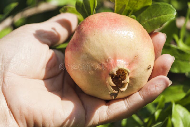 Taking the pomegranate stock photo. Image of autumn, summer - 76923270