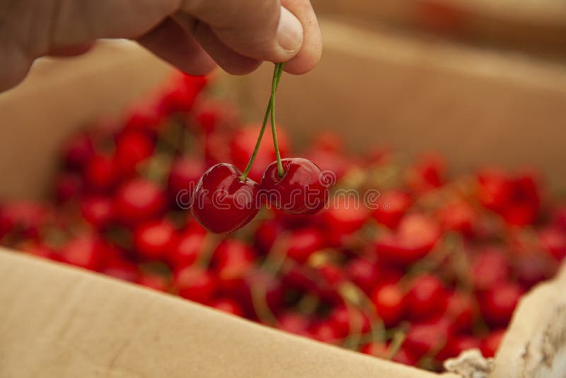 Taking Red Cherries from the Cardboard Cherry Box Stock Photo - Image ...