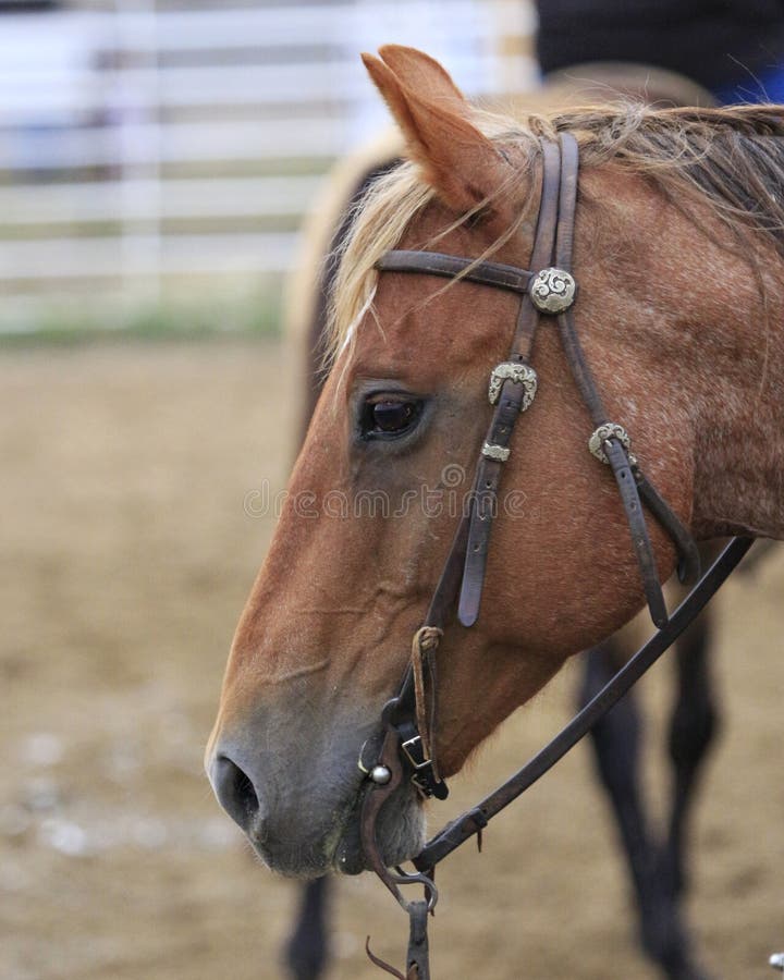 Taking a rest stock image. Image of cowboy, brown, ranching - 94142713