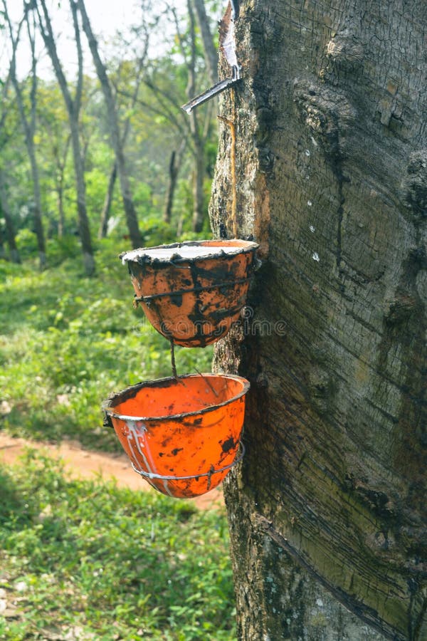 Taking Rubber Sap stock photo. Image of wood, garden - 277495162