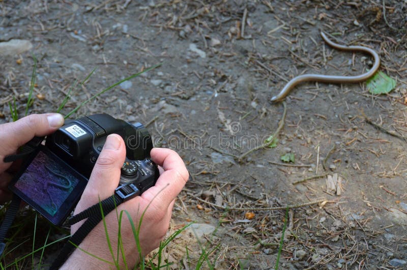 Taking a Shot of a Blind-worm Stock Image - Image of lizard, taking ...
