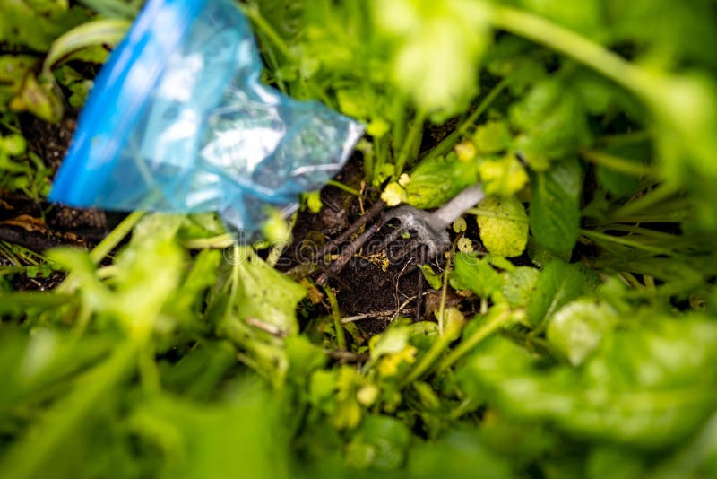 Taking a Soil Sample in a Agriculture Field in Asia Stock Photo - Image ...