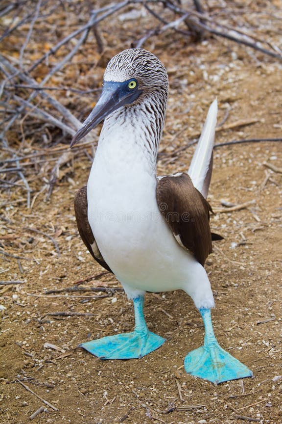 Taking a step stock image. Image of webbed, aquatic, turquoise - 24279417