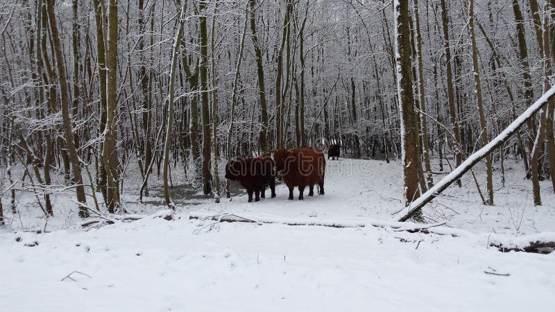 Taking a stroll stock image. Image of stroll, family - 50320937