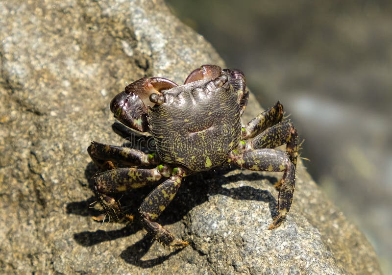 Taking a Sunbath stock image. Image of crustacean, animal - 263852335
