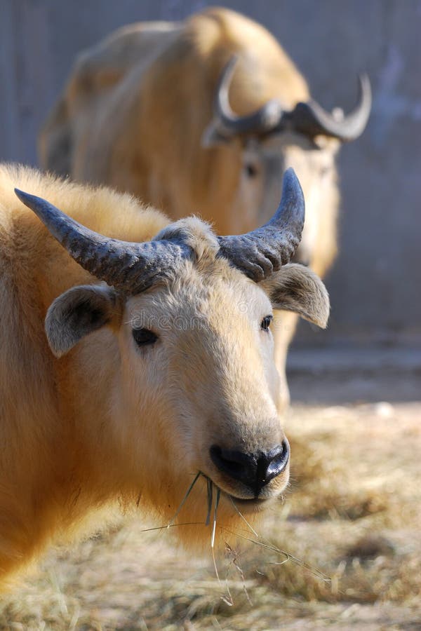 Takin (Musk Ox Relative) stock photo. Image of china, grassland - 317150