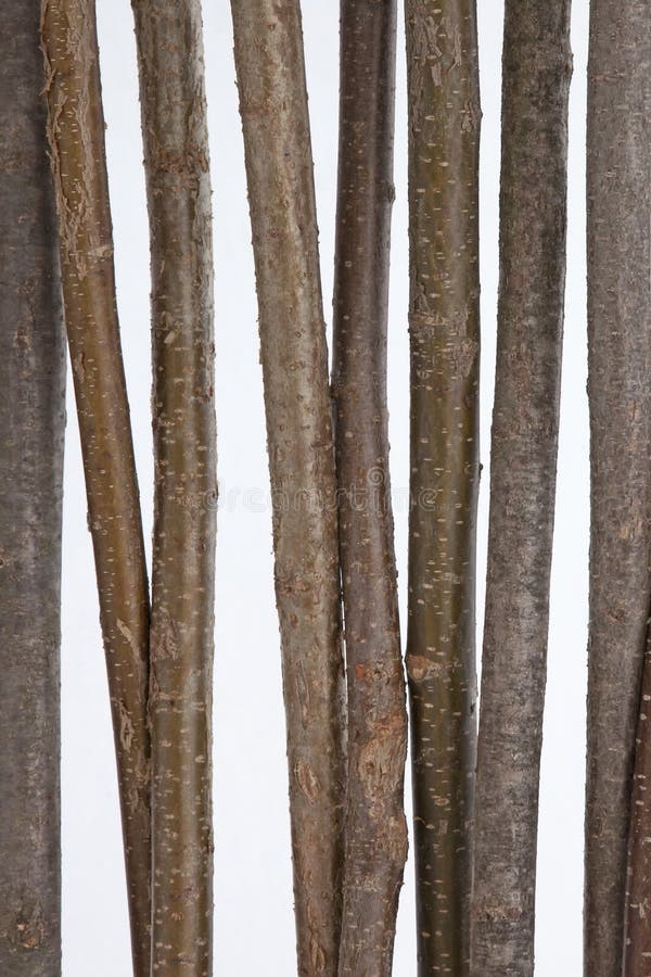 Takken, houten stok stock foto. Image of achtergrond - 28588500