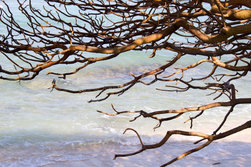 Takken van kale boom stock afbeelding. Image of najaar - 9208513