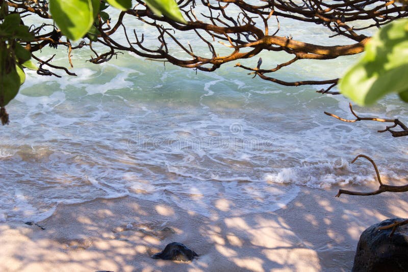 Takken kale boom stock foto. Image of takken, ontwerp - 61967360