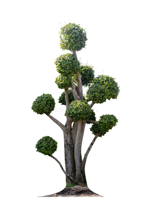 Tako Trees Bending.Tako Trees Bending with Copy Space. Stock Image ...