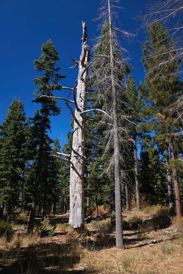 Tal dead pine tree stock image. Image of beach, california - 161824613