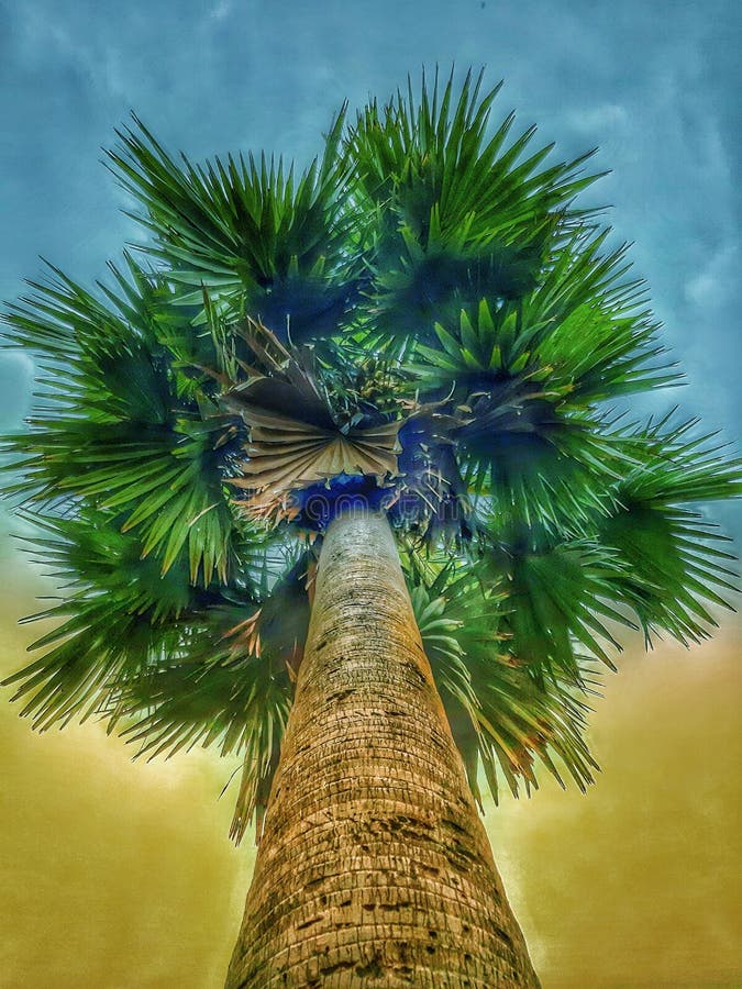 306 House Icon Palm Tree Stock Photos - Free & Royalty-Free Stock ...