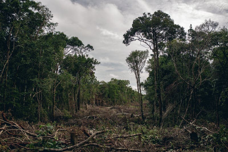 Tala De árboles De Una Selva Tropical Tropical Imagen de archivo ...