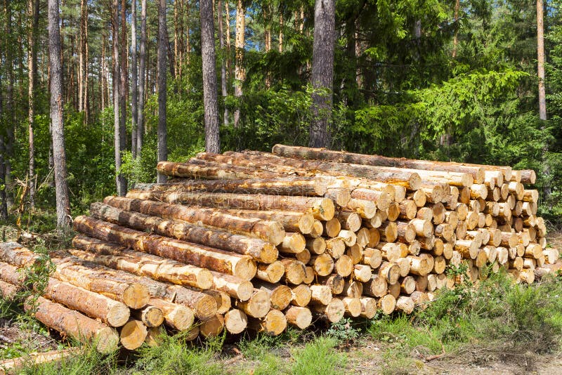 Tala Del Bosque, Madera Para Las Chimeneas Imagen de archivo - Imagen ...