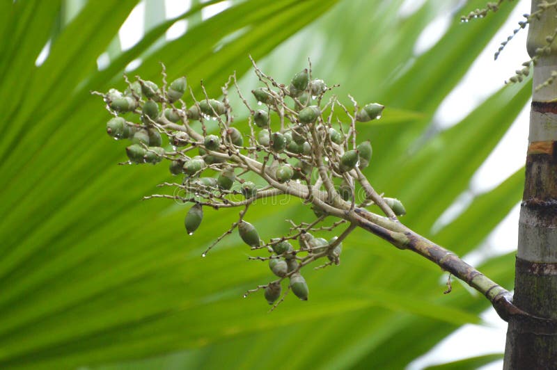 Tala palm at a forst stock image. Image of palmyra, apple - 104301725