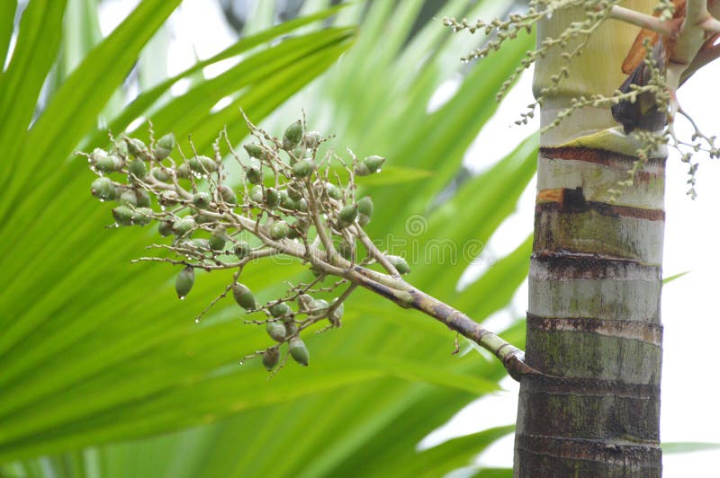 Tala palm at a forst stock image. Image of forst, summer - 104301853