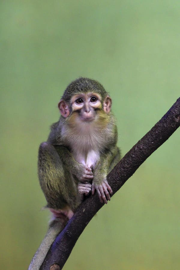 Talapoin du Gabon photo stock. Image du nordique, singe - 60457514
