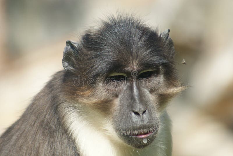 Talapoin - Miopithecus - Close-up Image Stock Photo - Image of cute ...