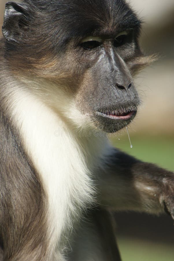 Talapoin - Miopithecus - Close-up Image Stock Photo - Image of animal ...