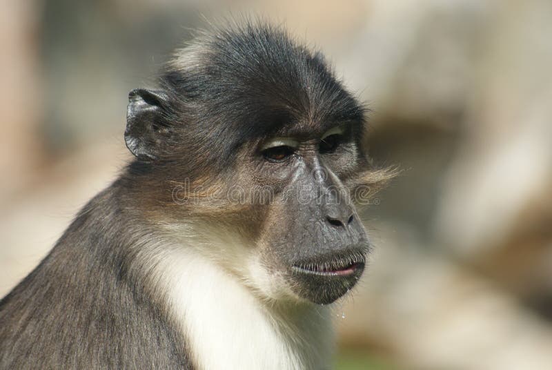 Angolan talapoin stock image. Image of miopithecus, primate - 29685519