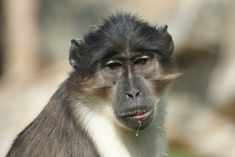 Talapoin du sud image stock. Image of mammifère, nature - 29648355