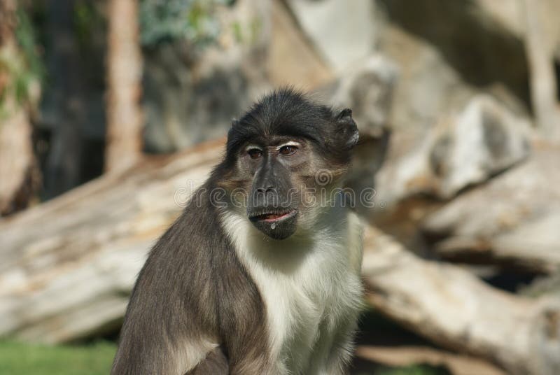 Talapoin angolano imagem de stock. Imagem de primata - 29685519