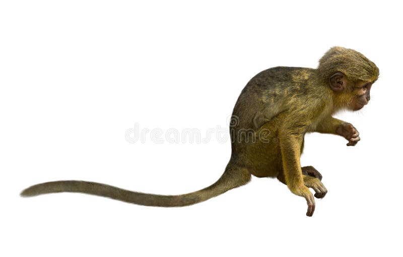 Southern talapoin stock image. Image of miopithecus, southern - 29648289