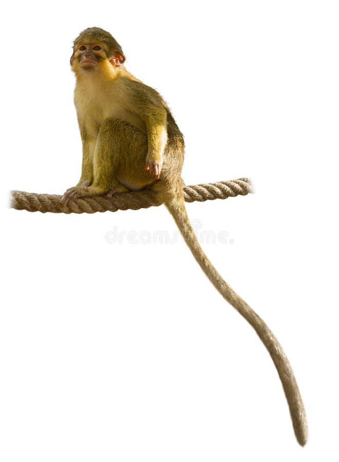 Angolan talapoin stock image. Image of miopithecus, primate - 29685519