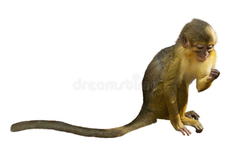 Angolan talapoin stock image. Image of miopithecus, primate - 29685519